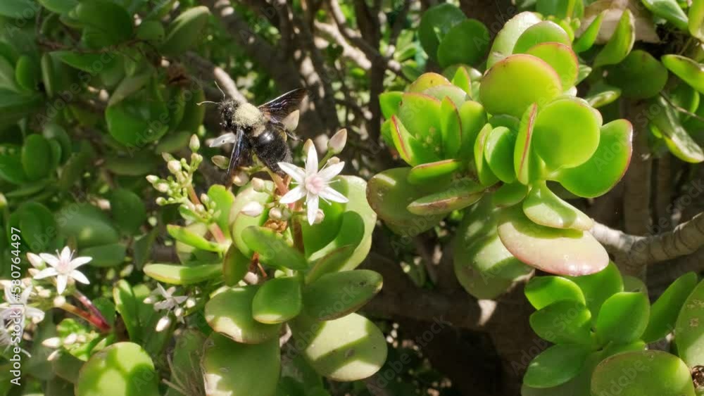 large single insect with black wings Bumblebee carpenter purple ...