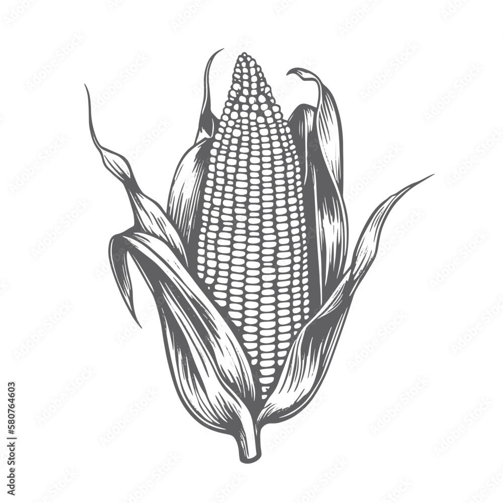 Cobs of corn, grains and cornlets. Ink sketch of maize isolated on ...