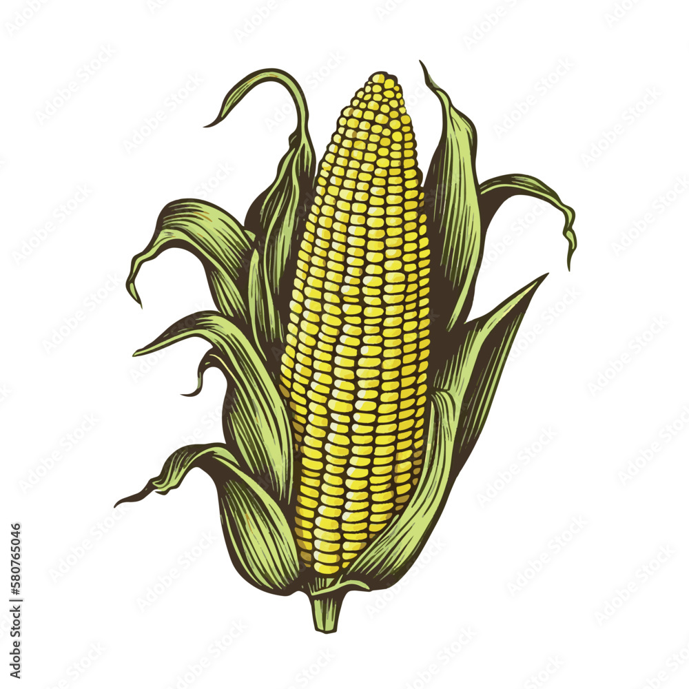 Cobs of corn, grains and cornlets. Ink sketch of maize isolated on ...