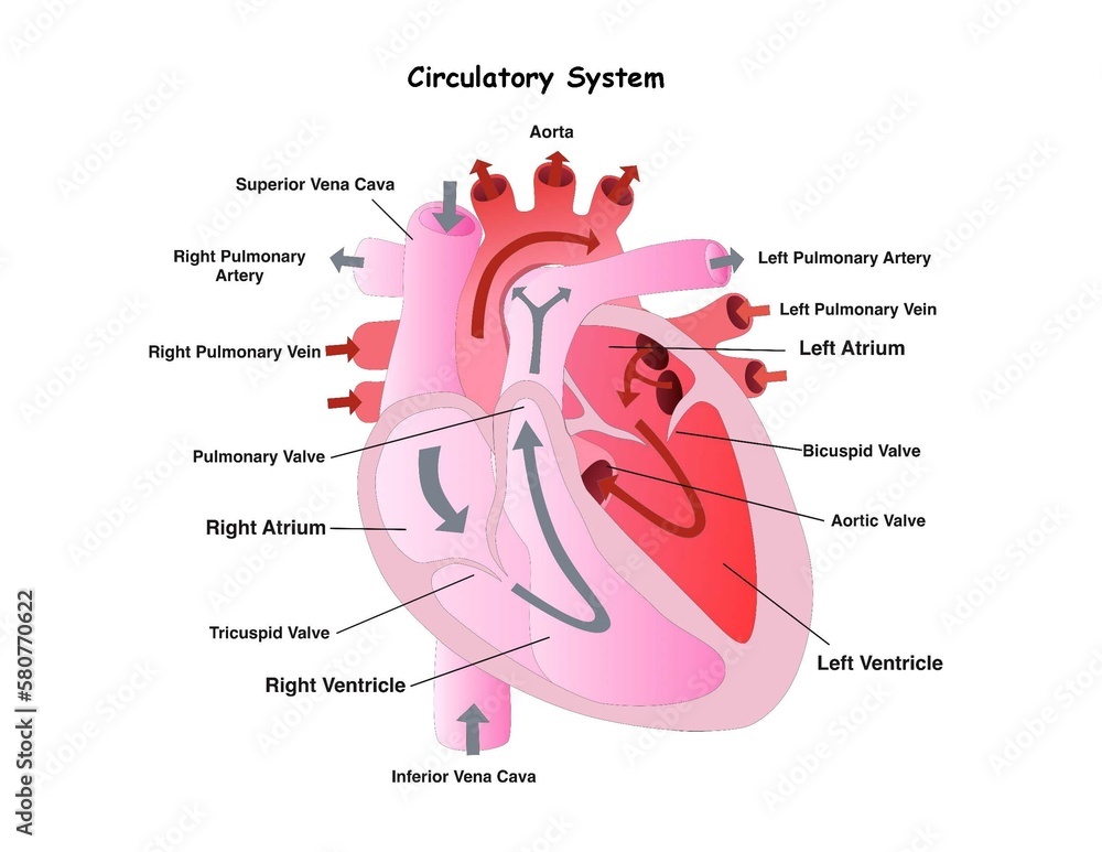 Diagram of human heart anatomy for biology study Stock Illustration ...
