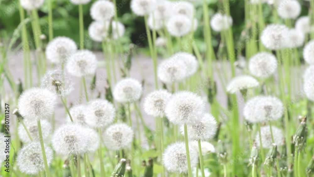 Vidéo Stock Dandelion seeds in sunlight. Blurred natural green nature ...