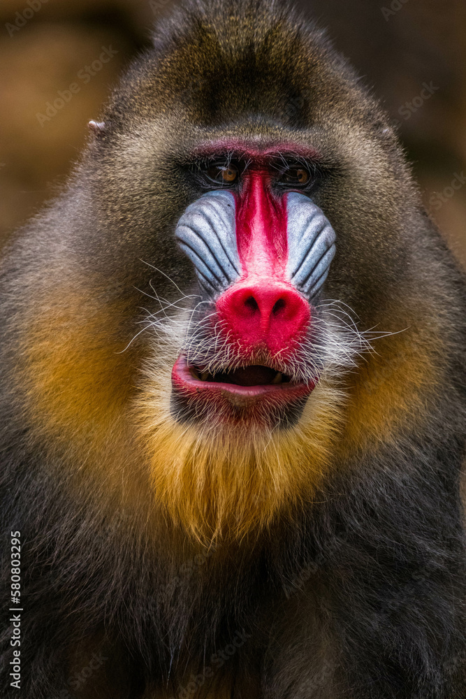 The mandrill (Mandrillus sphinx) is a large Old World monkey native to ...