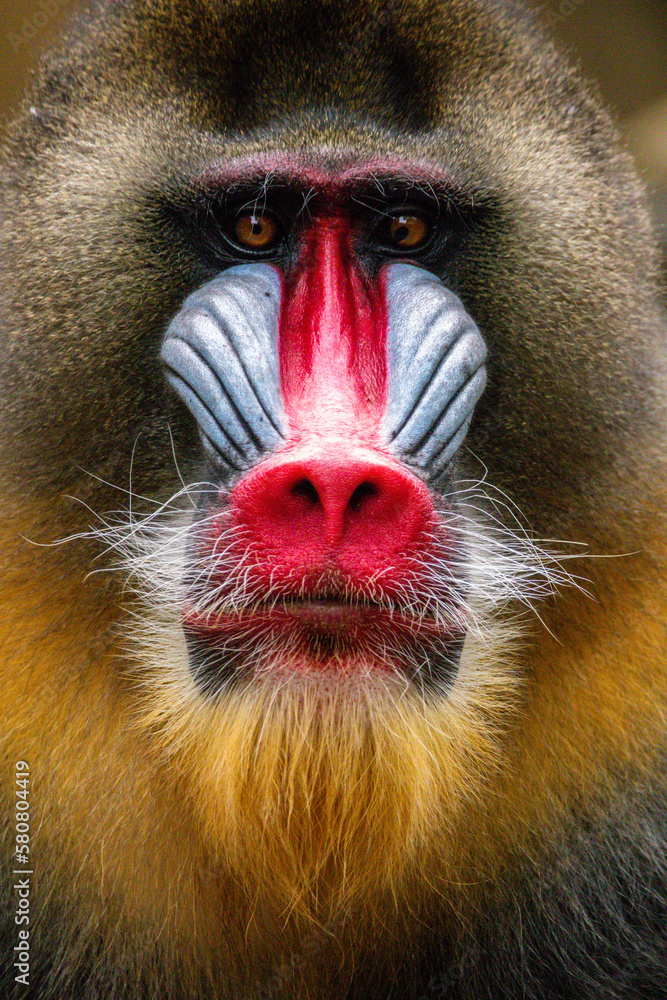 The mandrill (Mandrillus sphinx) is a large Old World monkey native to ...