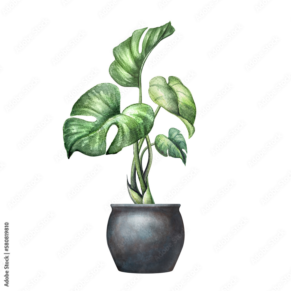 Poster watercolor illustration of monstera plant in pot, botanical clip ...