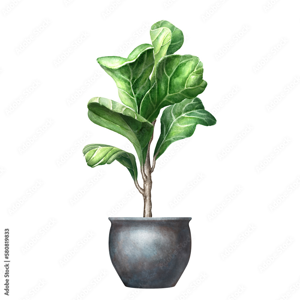 watercolor illustration of potted ficus plant, botanical clip art ...