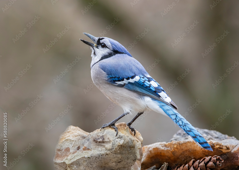 blue jay Stock Photo | Adobe Stock