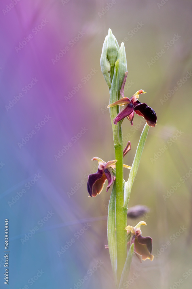 Early spider-orchid isolated on light blue and purple background. Also ...