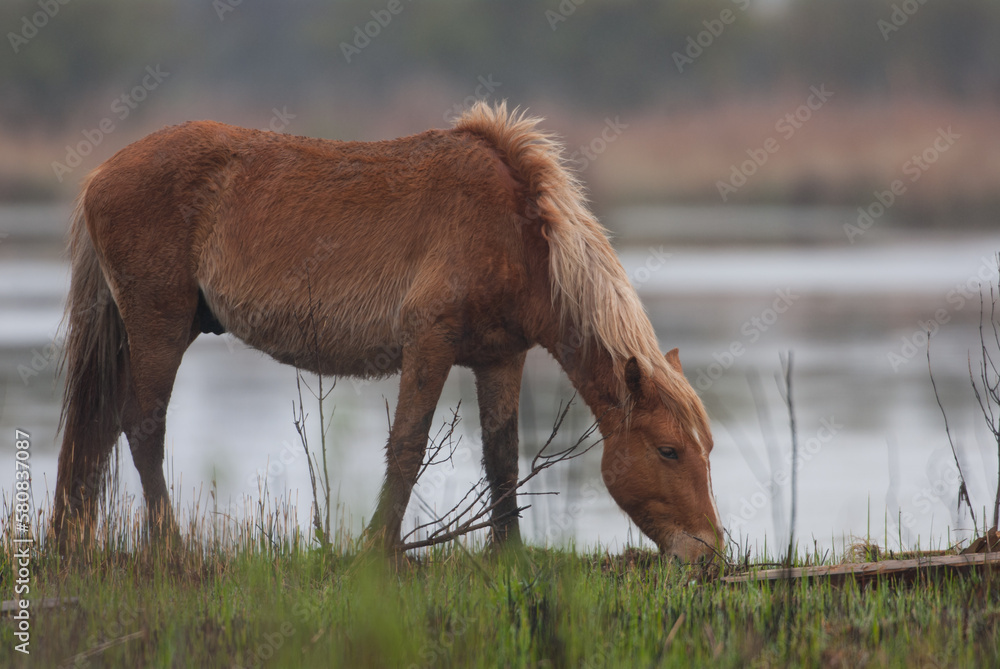 wild Corolla horse grazing eating grass at side of swamp wild horse ...