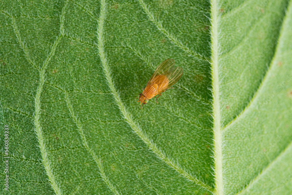 Tropical Fruit Fly Drosophila Diptera Parasite Insect Pest on Vegetable ...