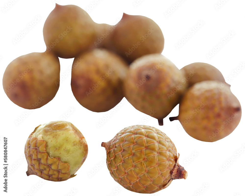 Tropical Calamus tenuis, a rare medicinal species Stock Photo | Adobe Stock