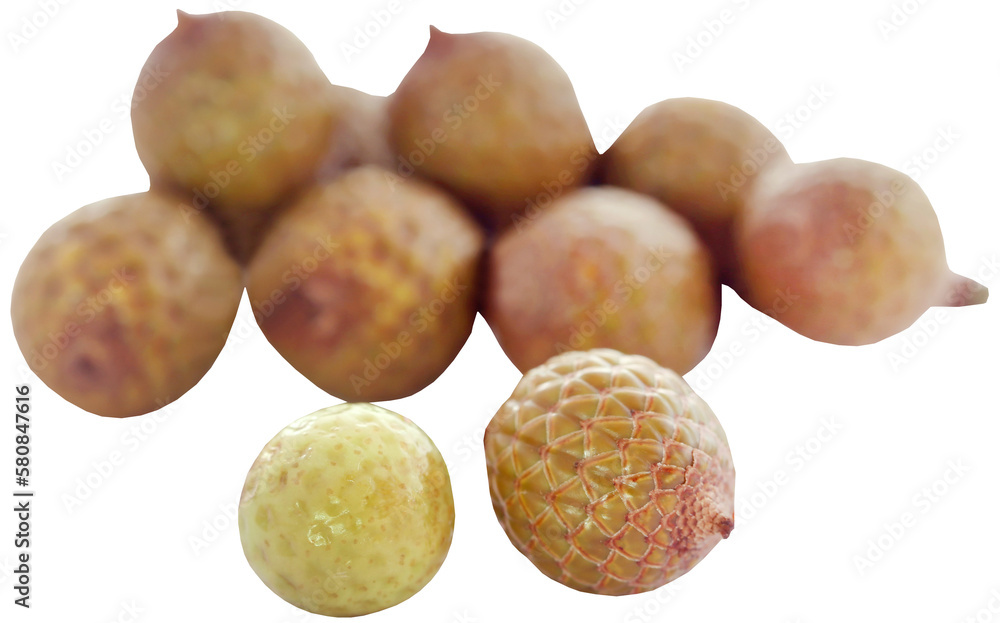 Tropical Calamus tenuis, a rare medicinal species Stock Photo | Adobe Stock