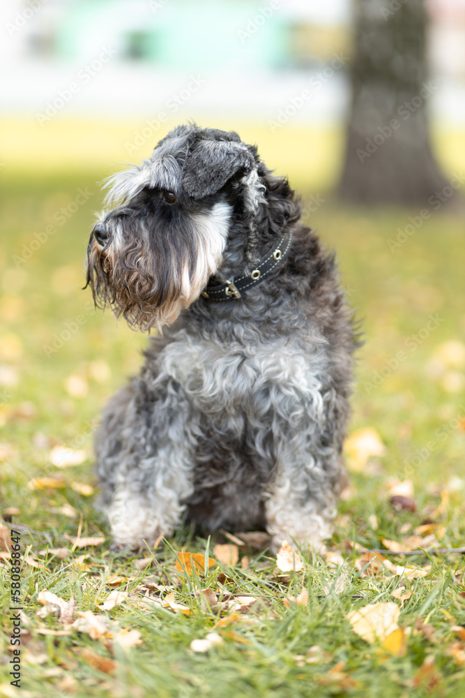Black And Silver Miniature Schnauzer