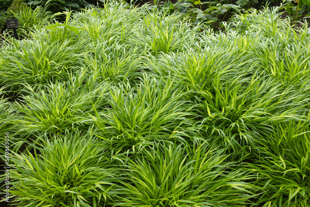 A large patch of hakone grasses, Japanese forest grass, chartreuse ...