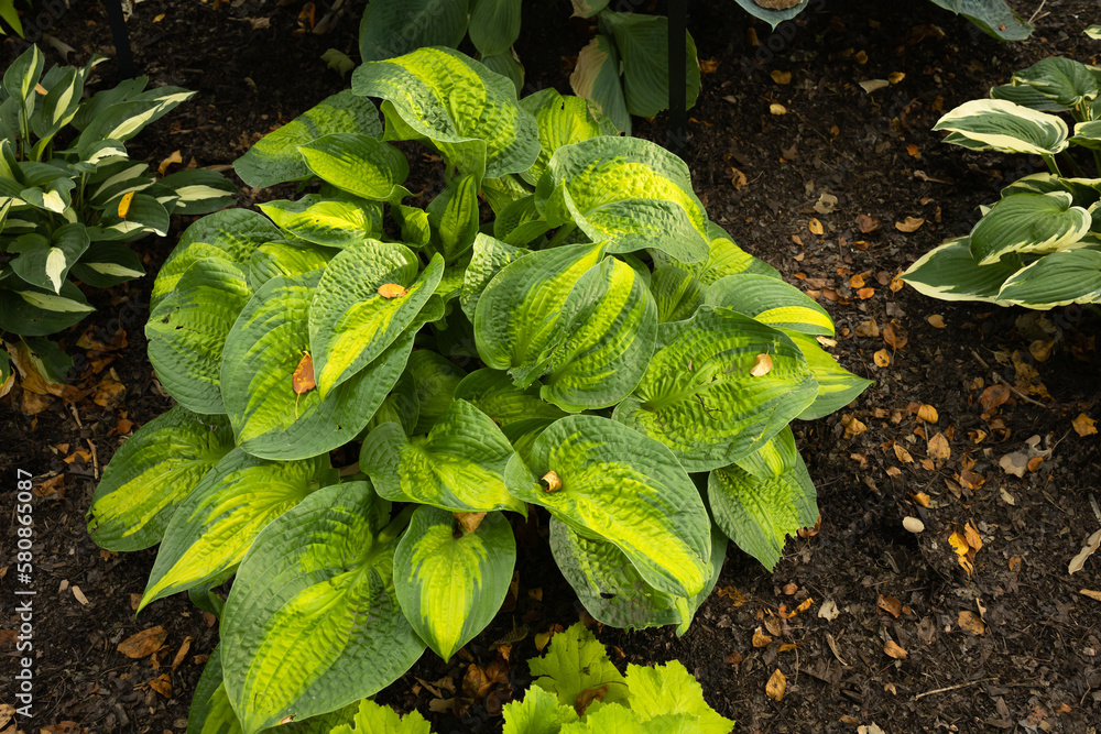 Horizontal, landscape Brother Stefan, a spectacular, variegated hosta ...