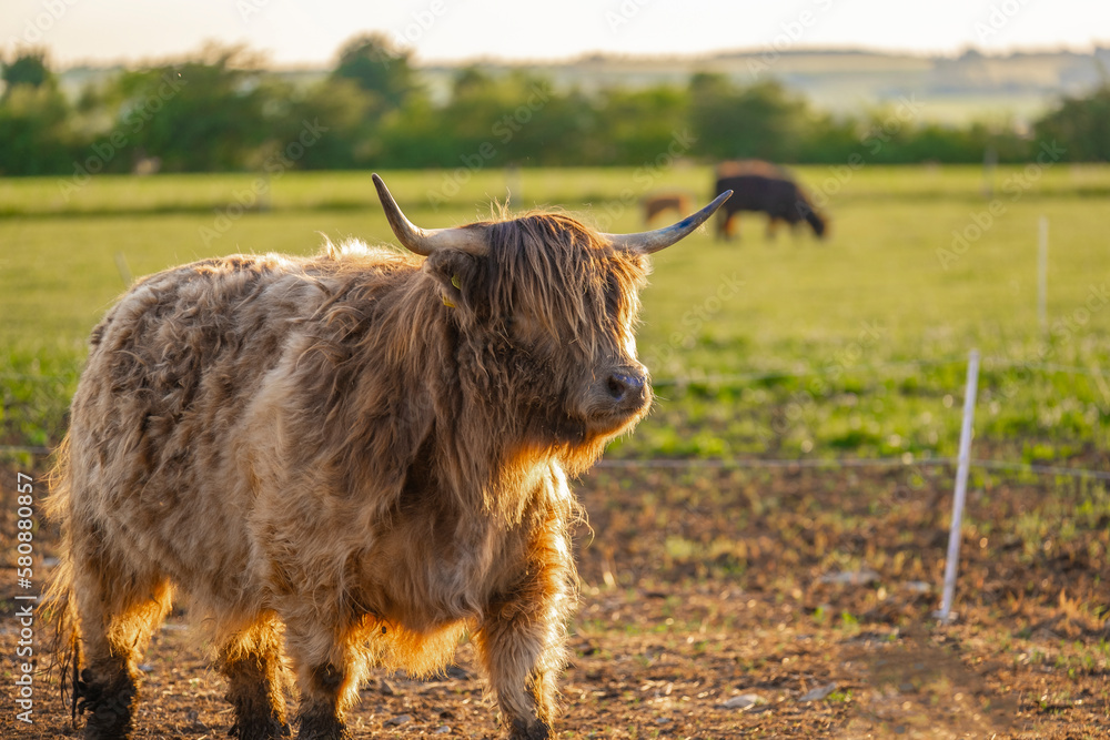 Scottish Red bull in the pasture. Shaggy bull in paddock on blue sky ...