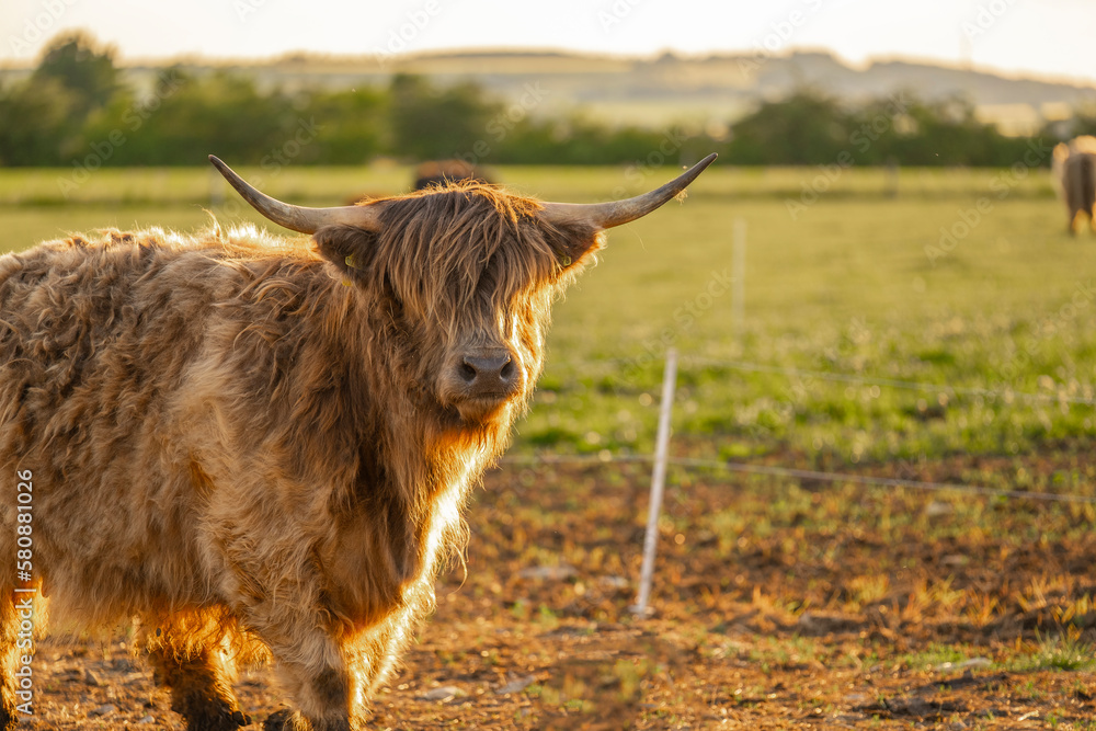 Shaggy bull in paddock on blue sky background.Farming and cow breeding ...