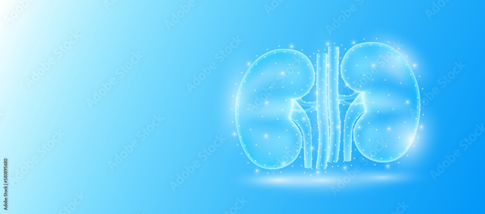 Human kidney anatomy form line triangles connecting on blue background ...