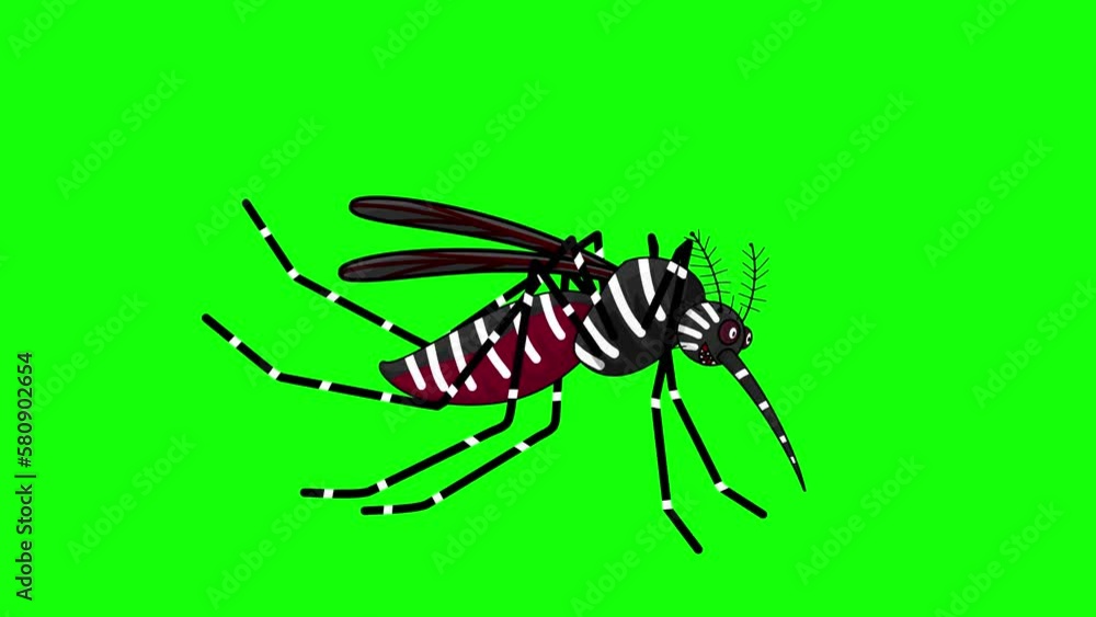 Aedes aegypti mosquito 2D animation looping in flight on a green screen ...