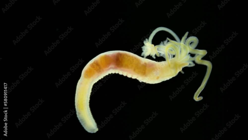 Worm Polychaeta of family Terebellidae under a microscope has ...