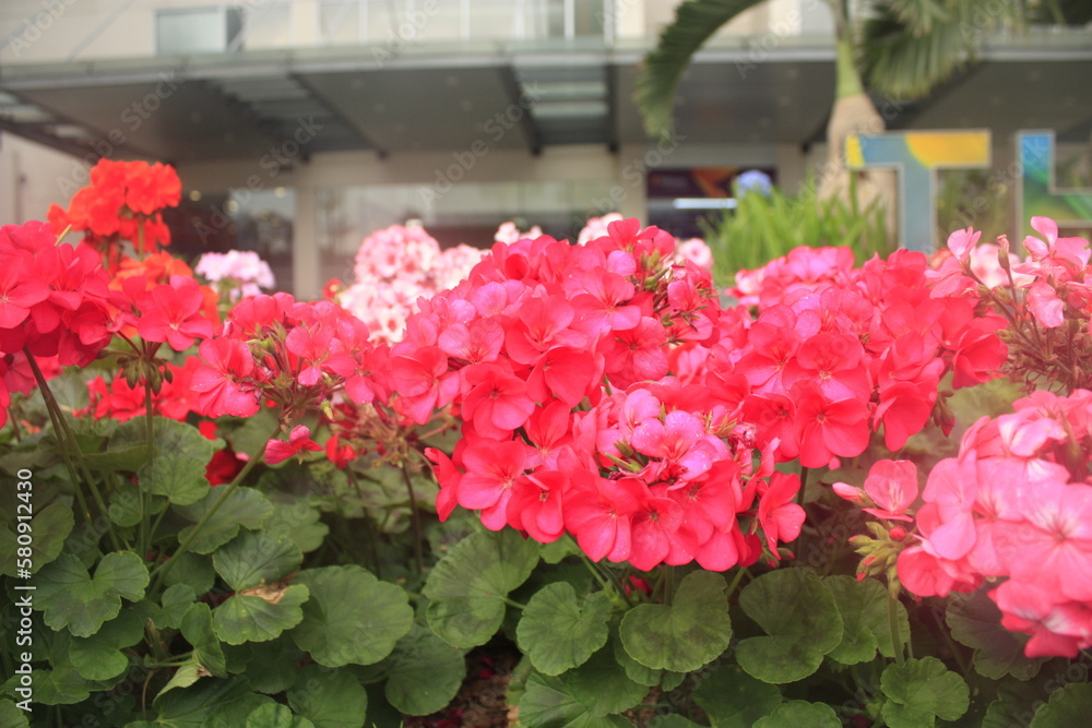 Foto de Pelargonium hortorum (Zonal). Pelargonium is genus of flowering ...