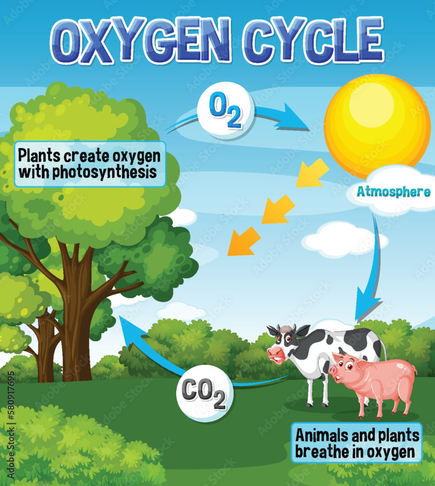 Oxygen Cycle Diagram for Science Education Stock Vector | Adobe Stock
