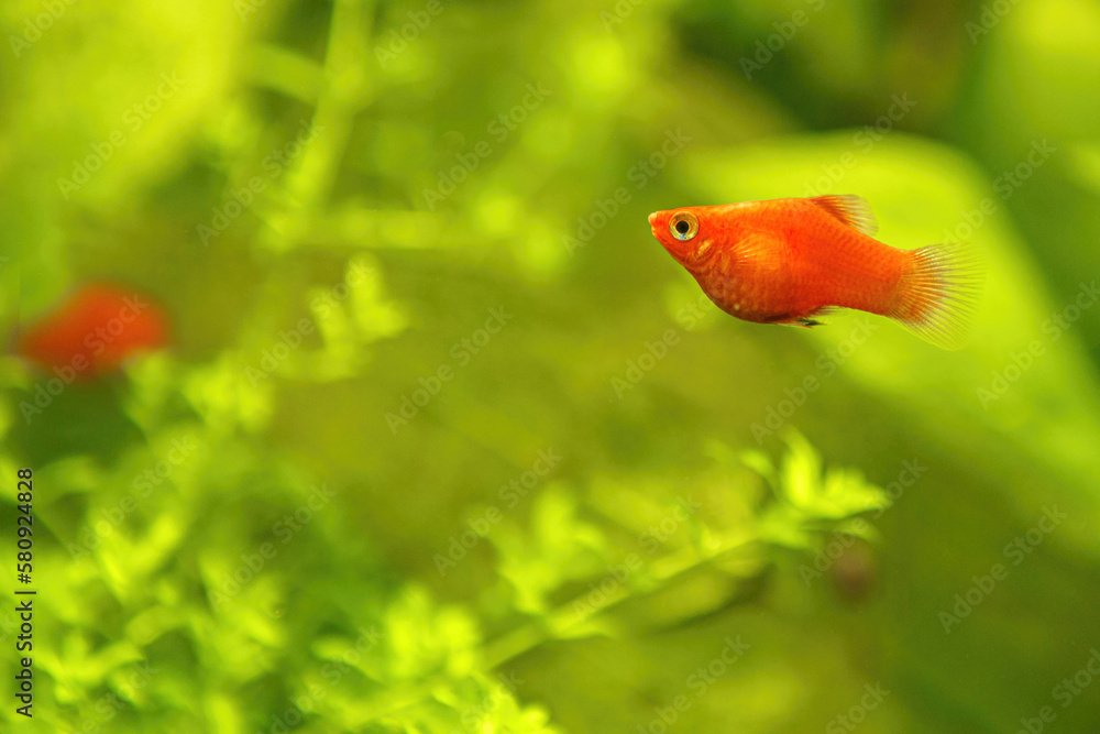 Portrait of a platy fish in an aquarium, Xiphophorus maculatus Stock ...