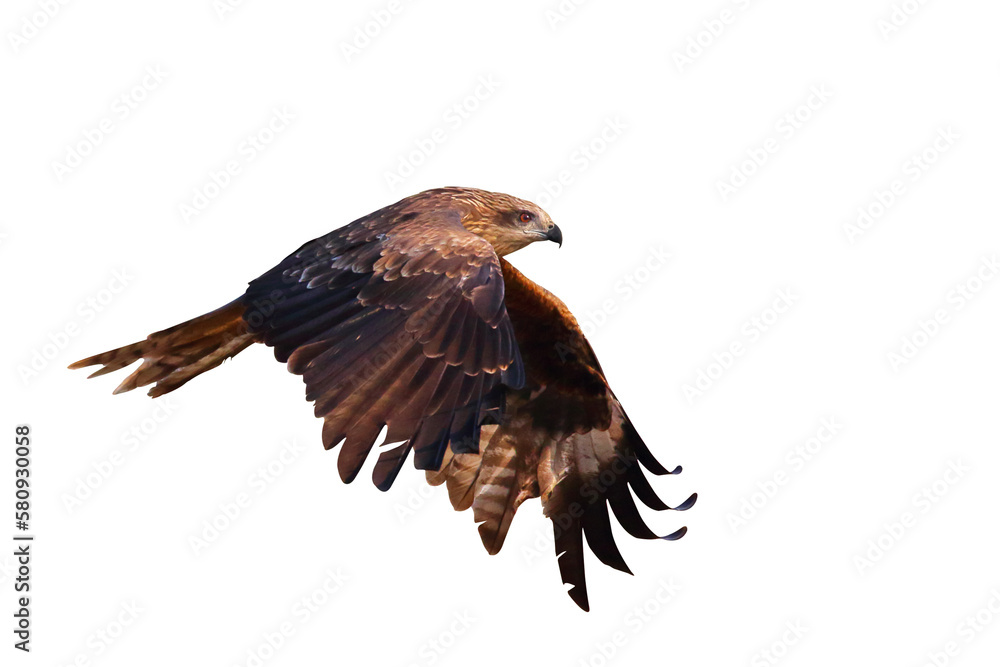 Birds of prey Black kite (Milvus migrans) flying on transparent ...