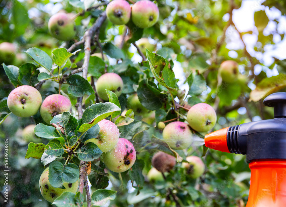 Foto de Spraying an apple tree with fruits from codling moth and aphids ...