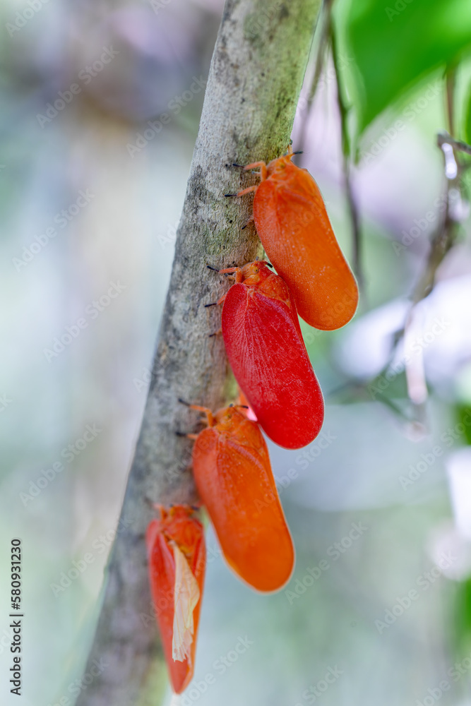 Flatida rosea, (Phromnia rosea), flower-spike bug or the flatid leaf ...