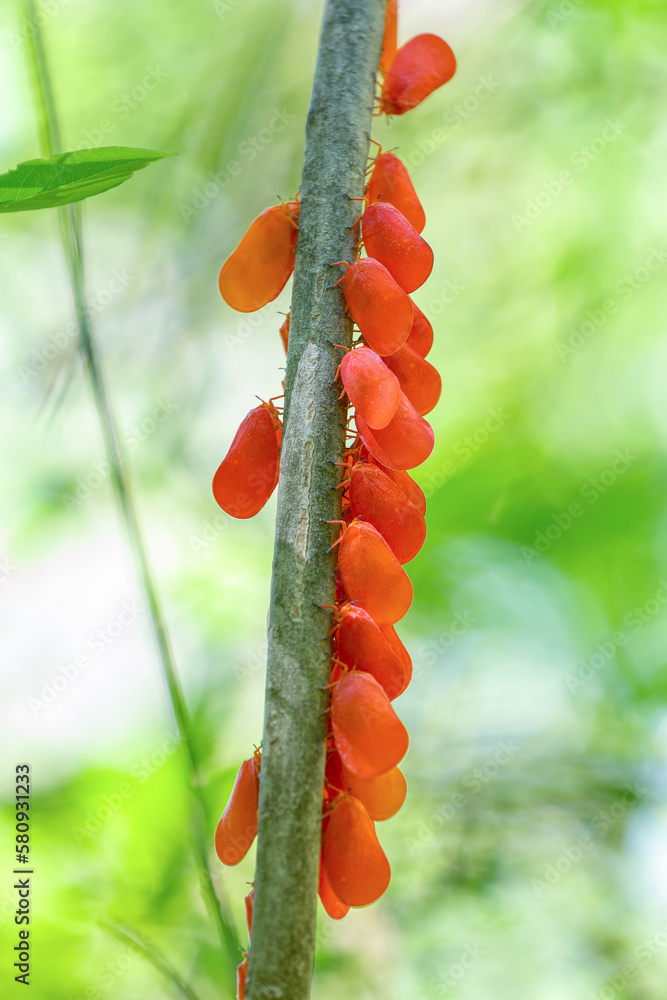 Flatida rosea, (Phromnia rosea), flower-spike bug or the flatid leaf ...