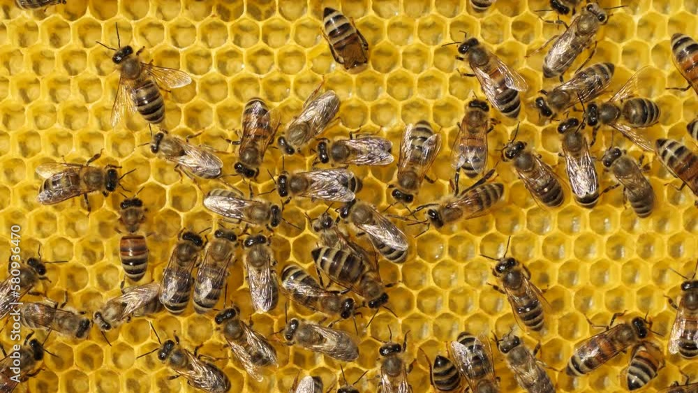 Life and reproduction of bees. Eggs and larvae in combs. Bees caring ...