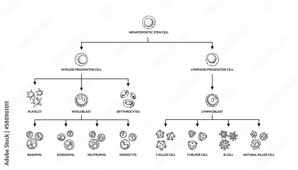 Hematopoiesis diagram. Human blood cells types with names. Scientific ...
