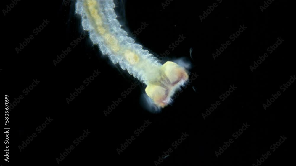 Worm larva Nektoheta under a microscope, family Spionidae, class ...