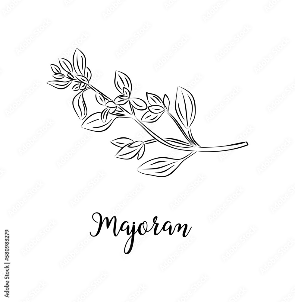 Majoran spice Black and white line art drawing. Kitchen herbs and ...