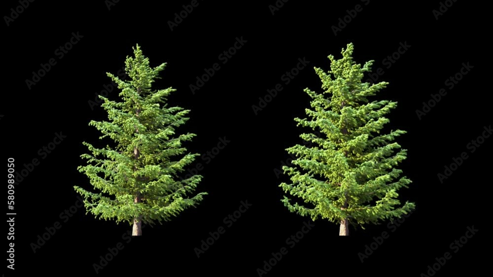 Vídeo do Stock: Growing trees isolated with alpha.3D animation growth ...
