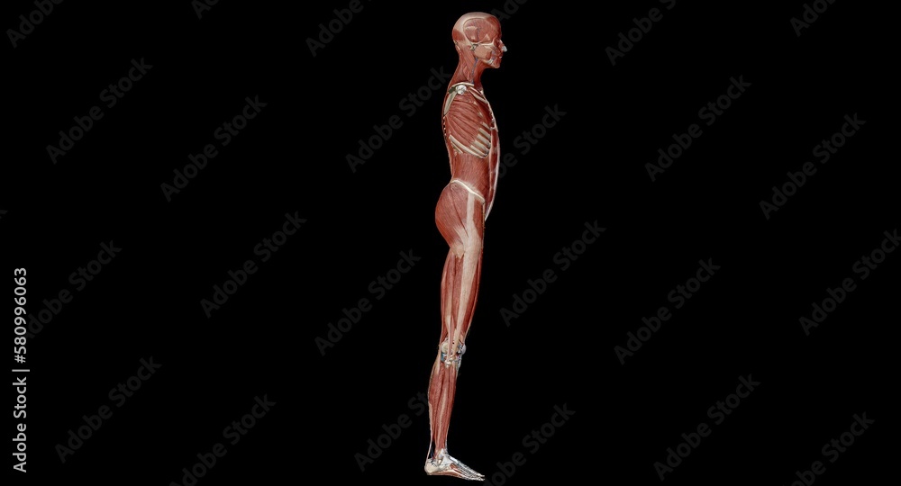 The abdomen is the part of the body between the thorax (chest) and ...