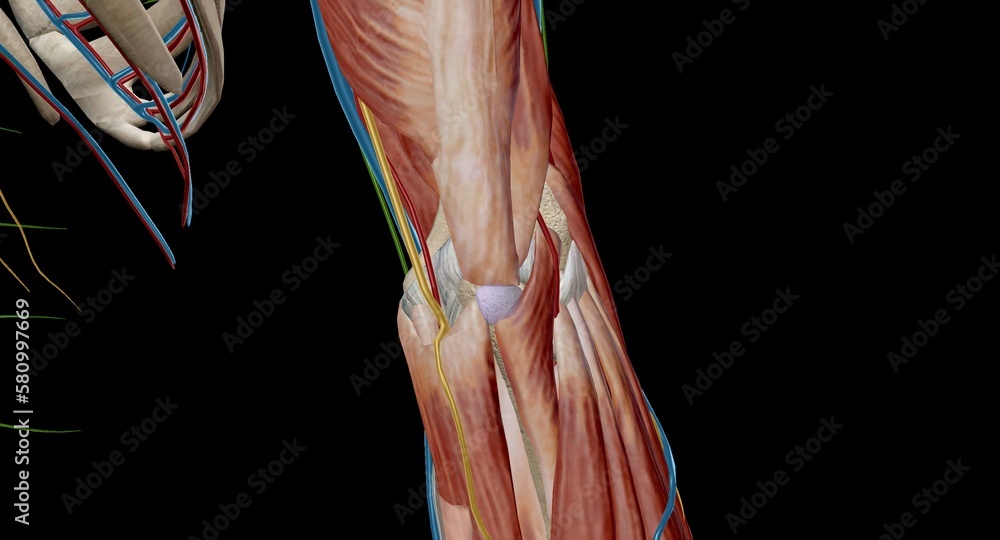 The cubital (anticubital) fossa is a triangular-shaped depression over ...