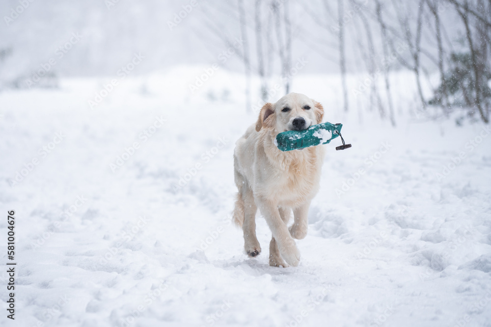 Beautiful golden retriever carrying a training dummy during training ...
