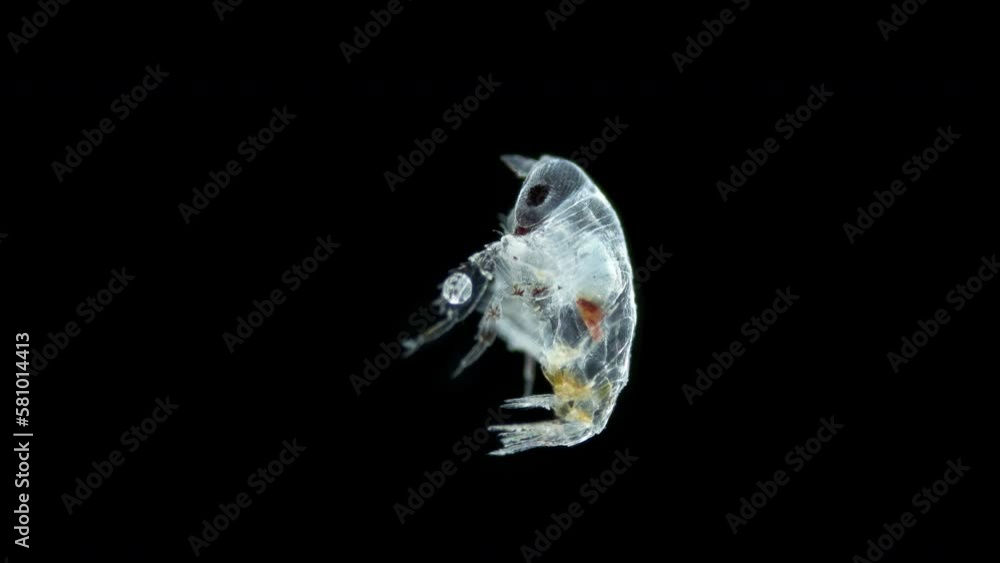 Amphipoda family Phrosinidae under microscope, possibly genus Primno sp ...