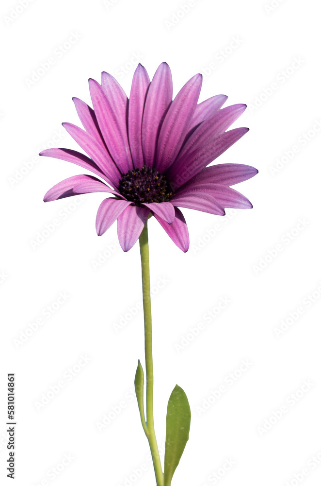 Flower of Trailing African Daisy (Osteospermum fruticosum) Stock Photo ...