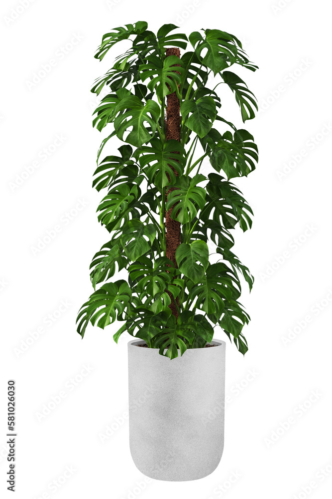 house plant on transparent background Stock Photo | Adobe Stock
