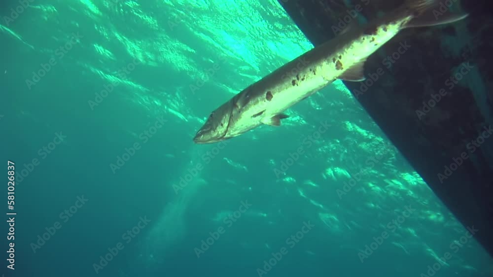 Boat and underwater view of barracuda fish up close. As we submerge ...