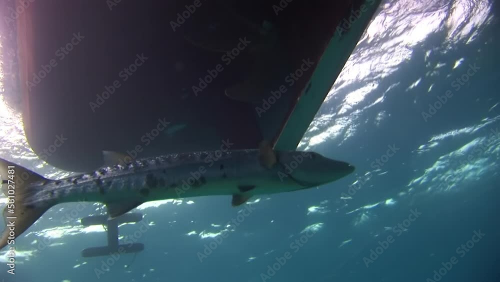 Barracuda fish seen up close under surface of water and near boat ...