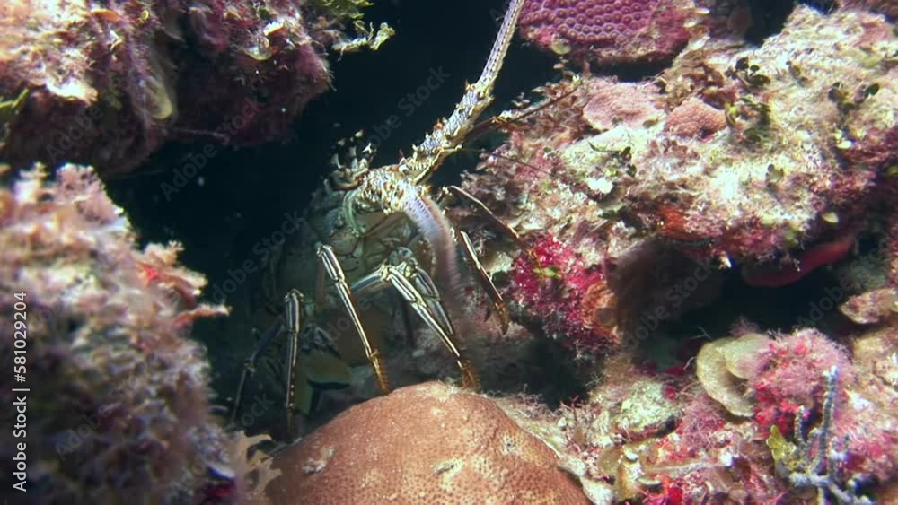 Lobster close-up in cave underwater in sea. As we delve into depths of ...