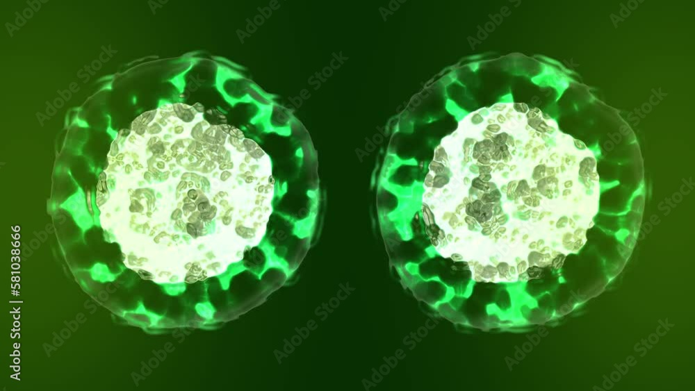Cell division, Mitosis 3d animation with green tone. Biotechnology or ...