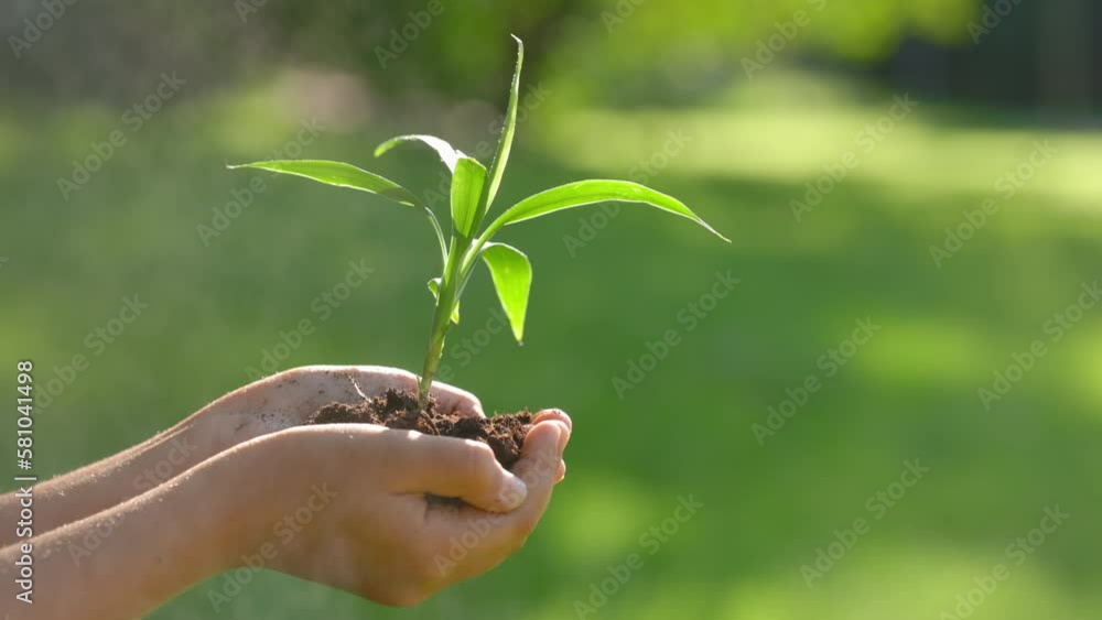 Close up Hands Holding Sapling. Little Plant with Soil in Child Hands ...