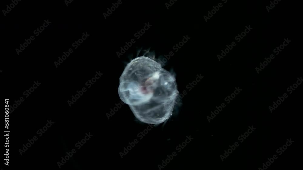 Stockvideo Larva of Ctenophora under a microscope, pelagic species ...