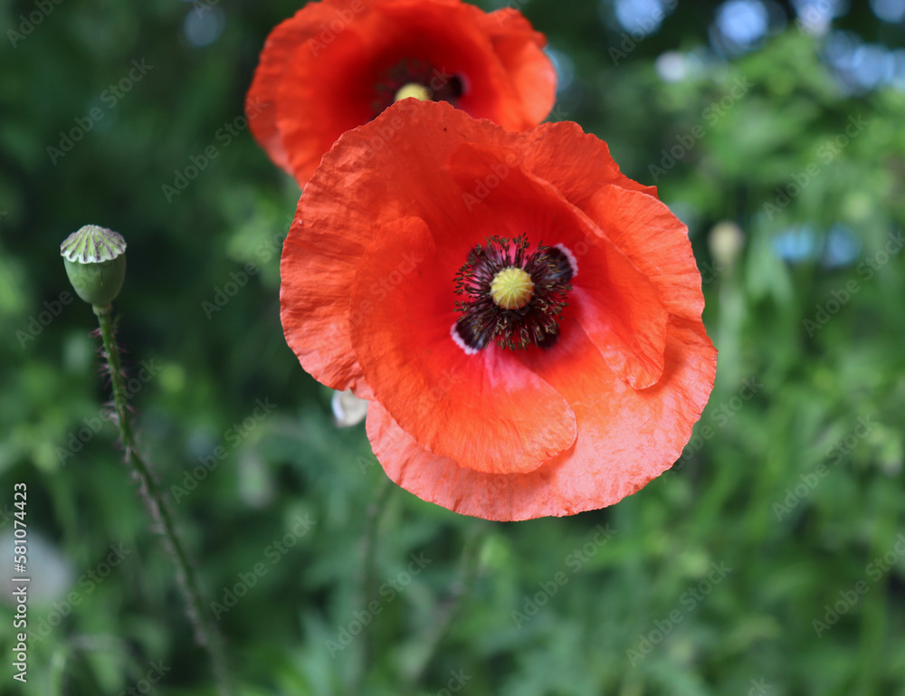 The red poppy flower produces a shallow depth of field and soft creamy ...