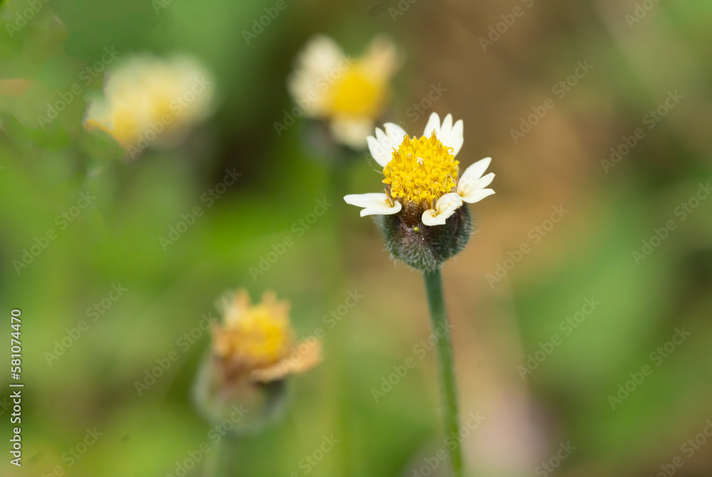 Coatbuttons or Mexican daisy flowers are beautiful small weeds. white ...