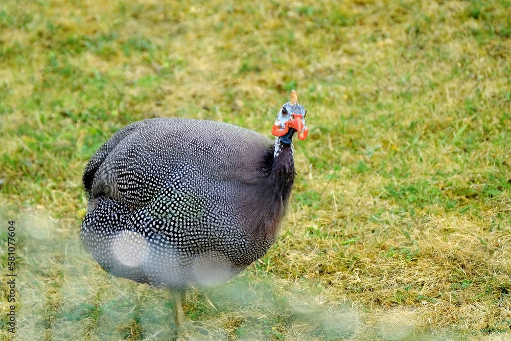 beautiful Common guinea fowl, bird from order Galliformes on spring ...